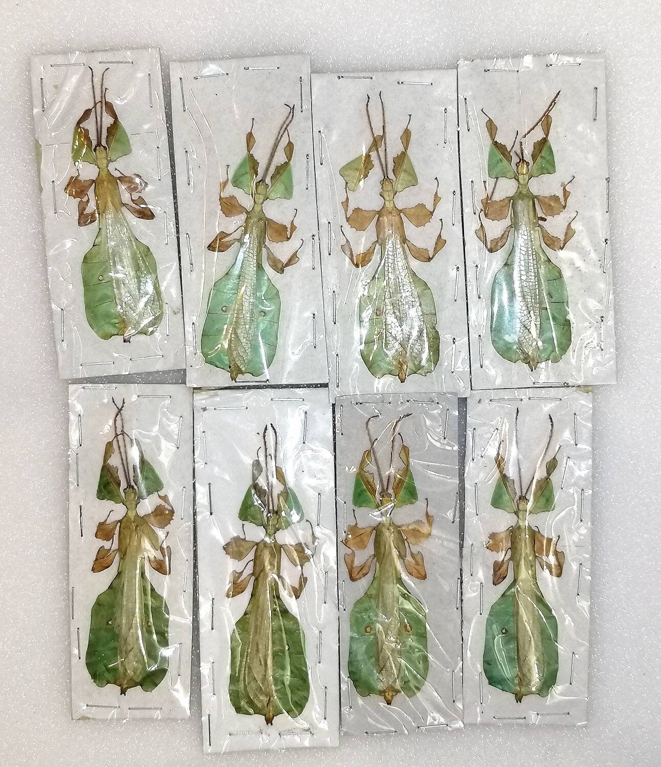 Phyllium pulchriphyllium Pulchrifolium Java Leaf Insect - Etsy