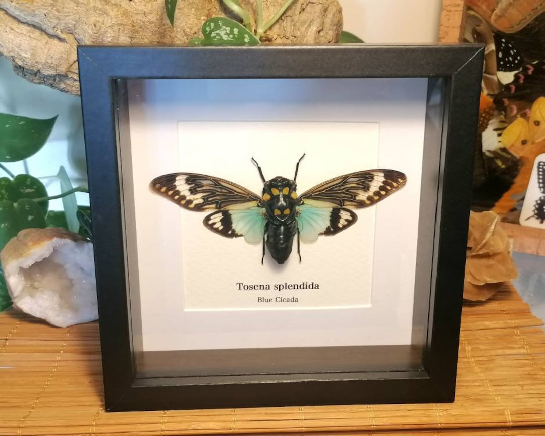 Tosena Splendida, Blue Cicada in Frame, Entomology, Preparation ...