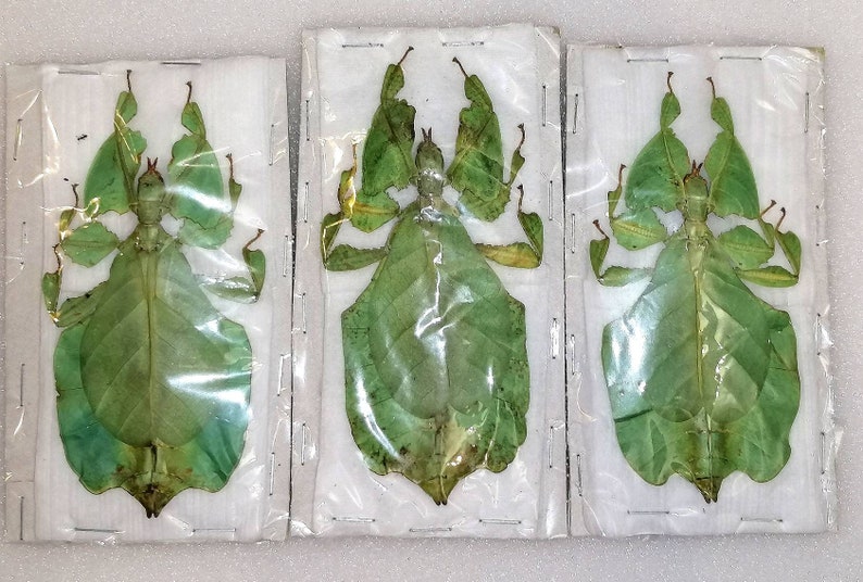 Phyllium pulchriphyllium Pulchrifolium Java Leaf Insect - Etsy