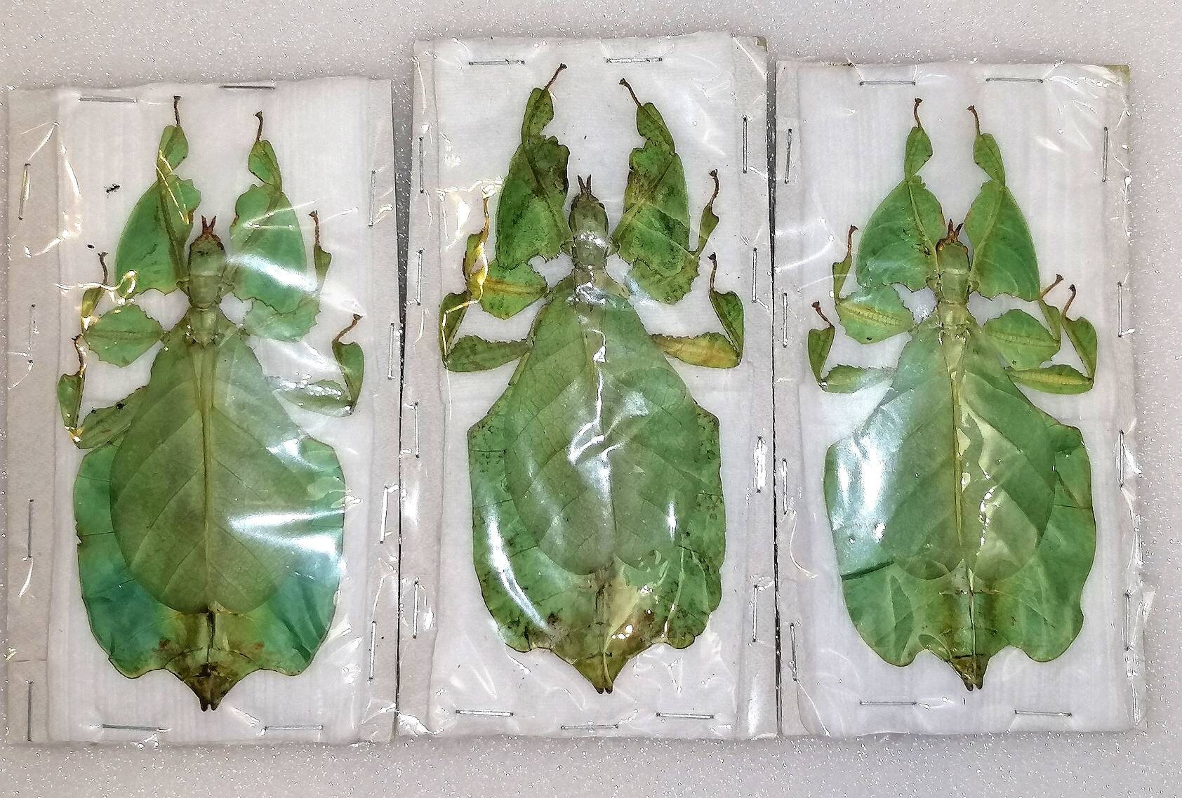 Phyllium pulchriphyllium Pulchrifolium Java Leaf Insect - Etsy