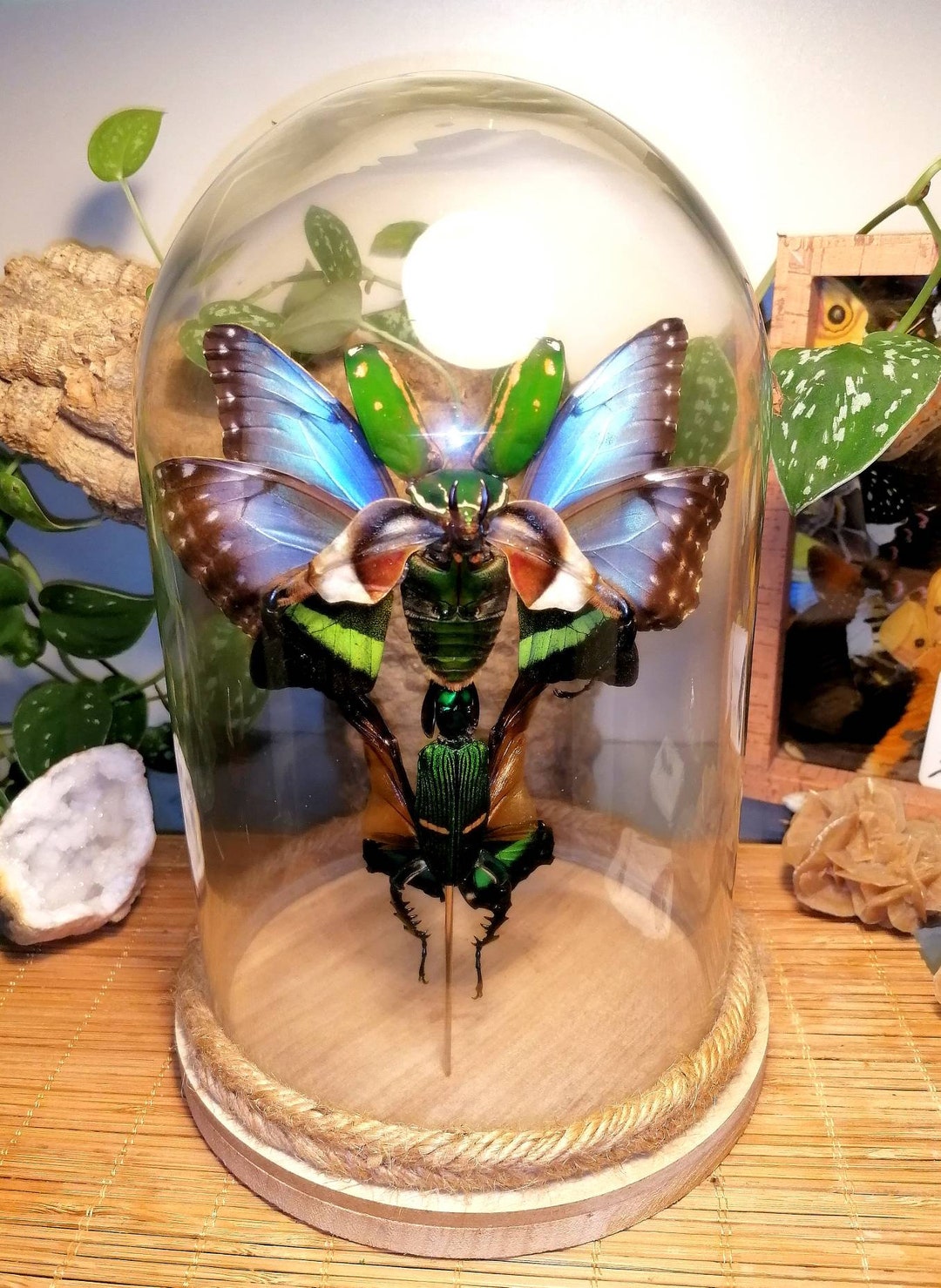 The Bugfly, Insect Figure, Artwork of Butterflies and Beetles, Insect ...