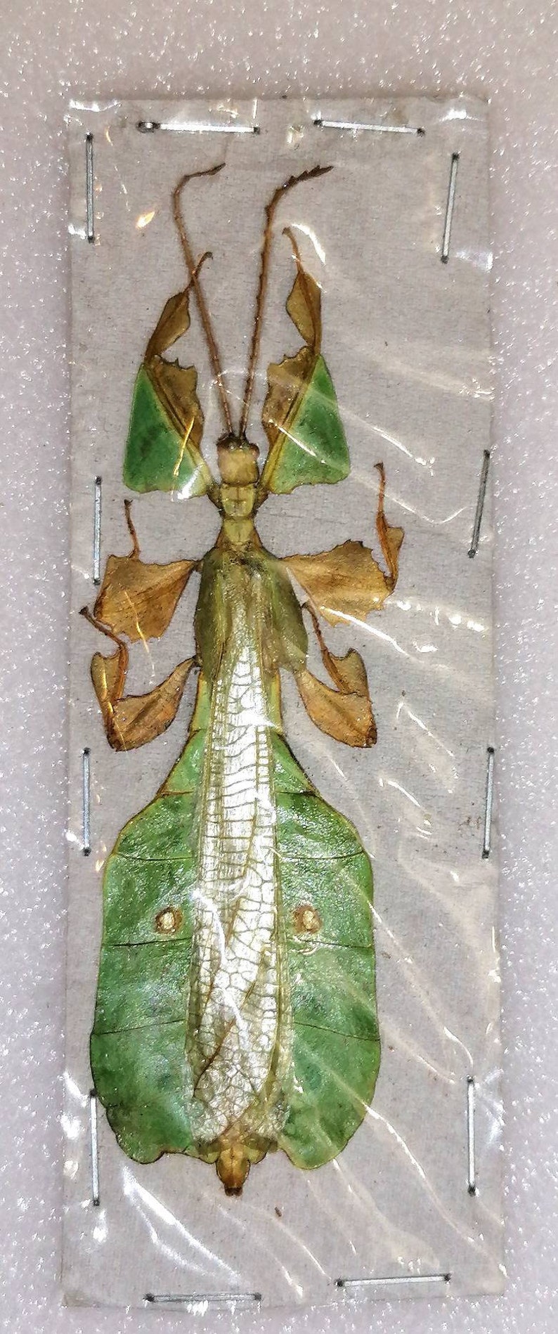 Phyllium pulchriphyllium Pulchrifolium Java Leaf Insect - Etsy