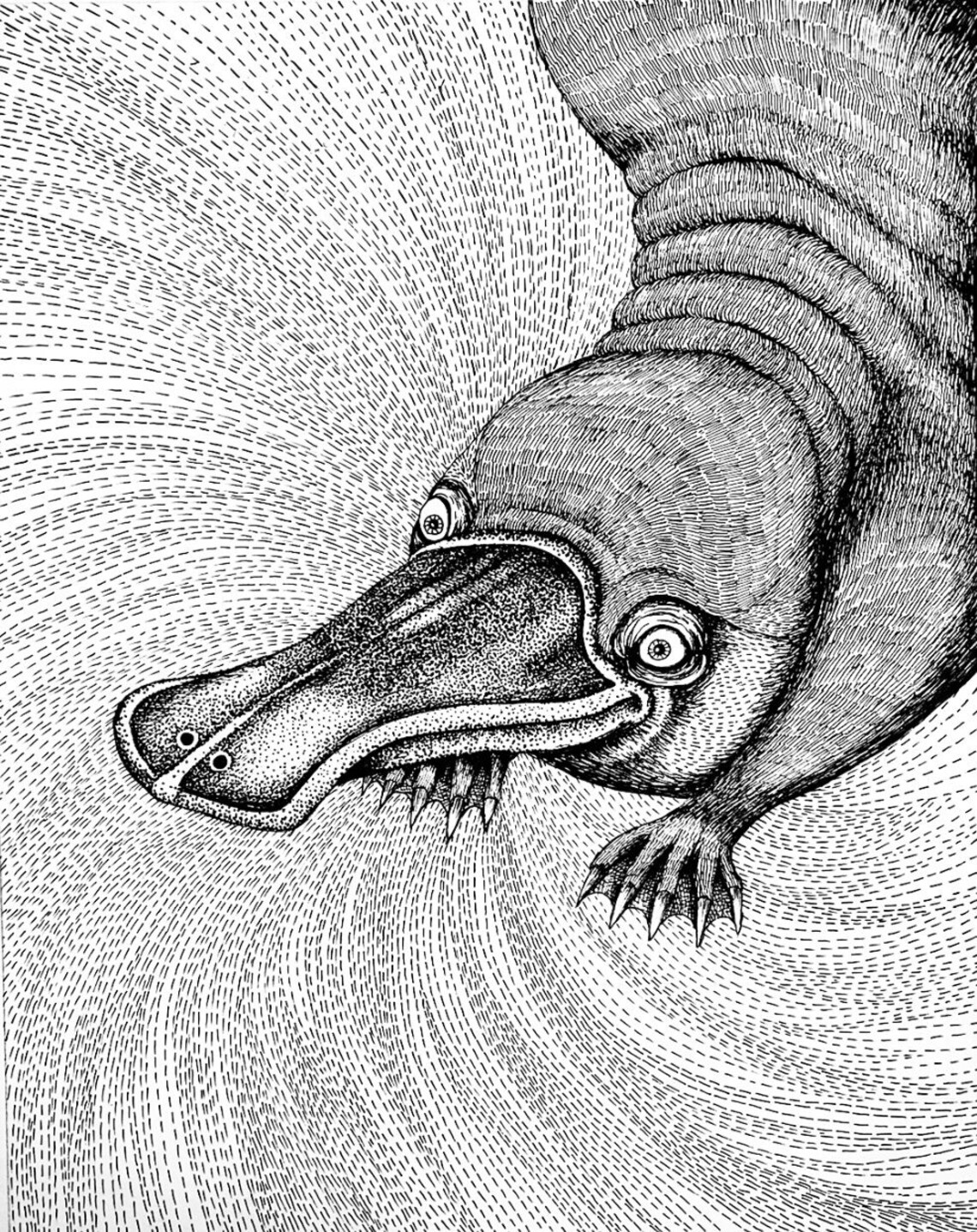 The Platypus. Fine Art Matte Print of an Original Pen and Ink - Etsy Canada