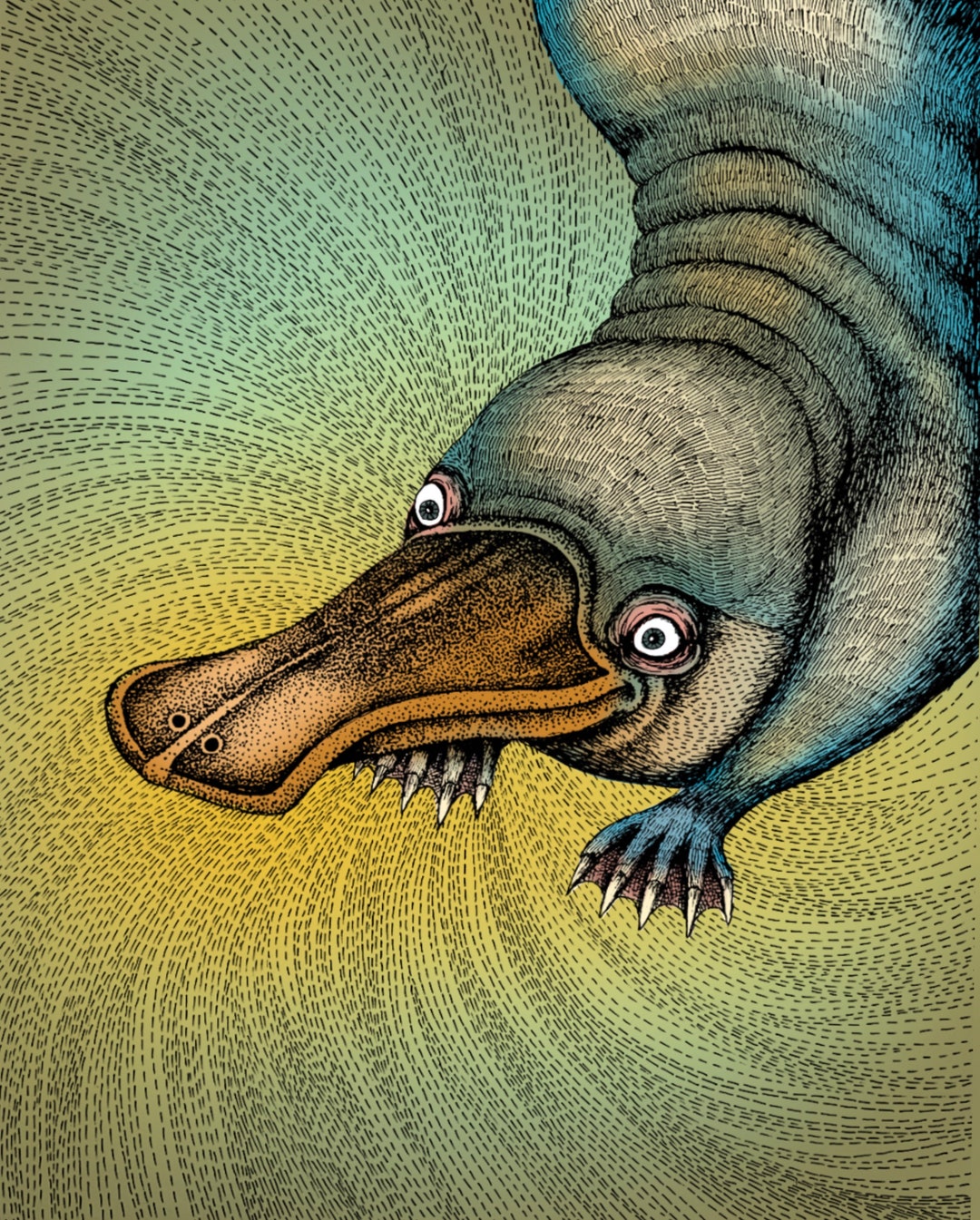 The Platypus. Fine Art Matte Print of an Original Pen and Ink ...