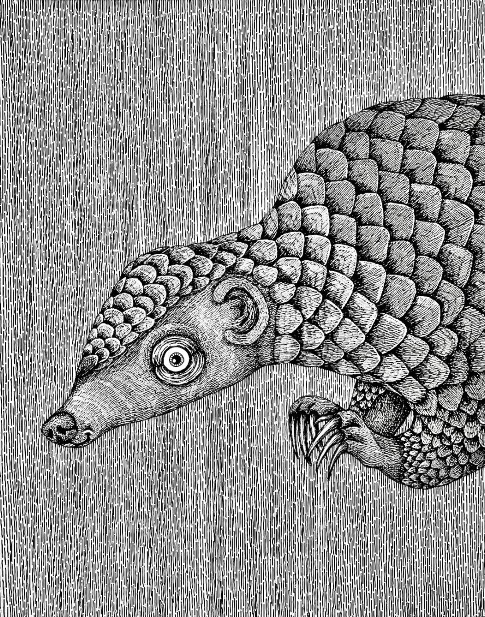 The Pangolin. Fine Art Matte Print of an Original Pen and Ink ...