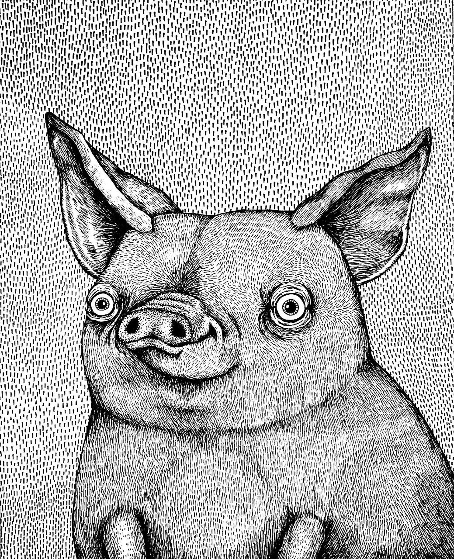 The Pig. Fine Art Matte Print of an Original Pen and Ink Illustration ...