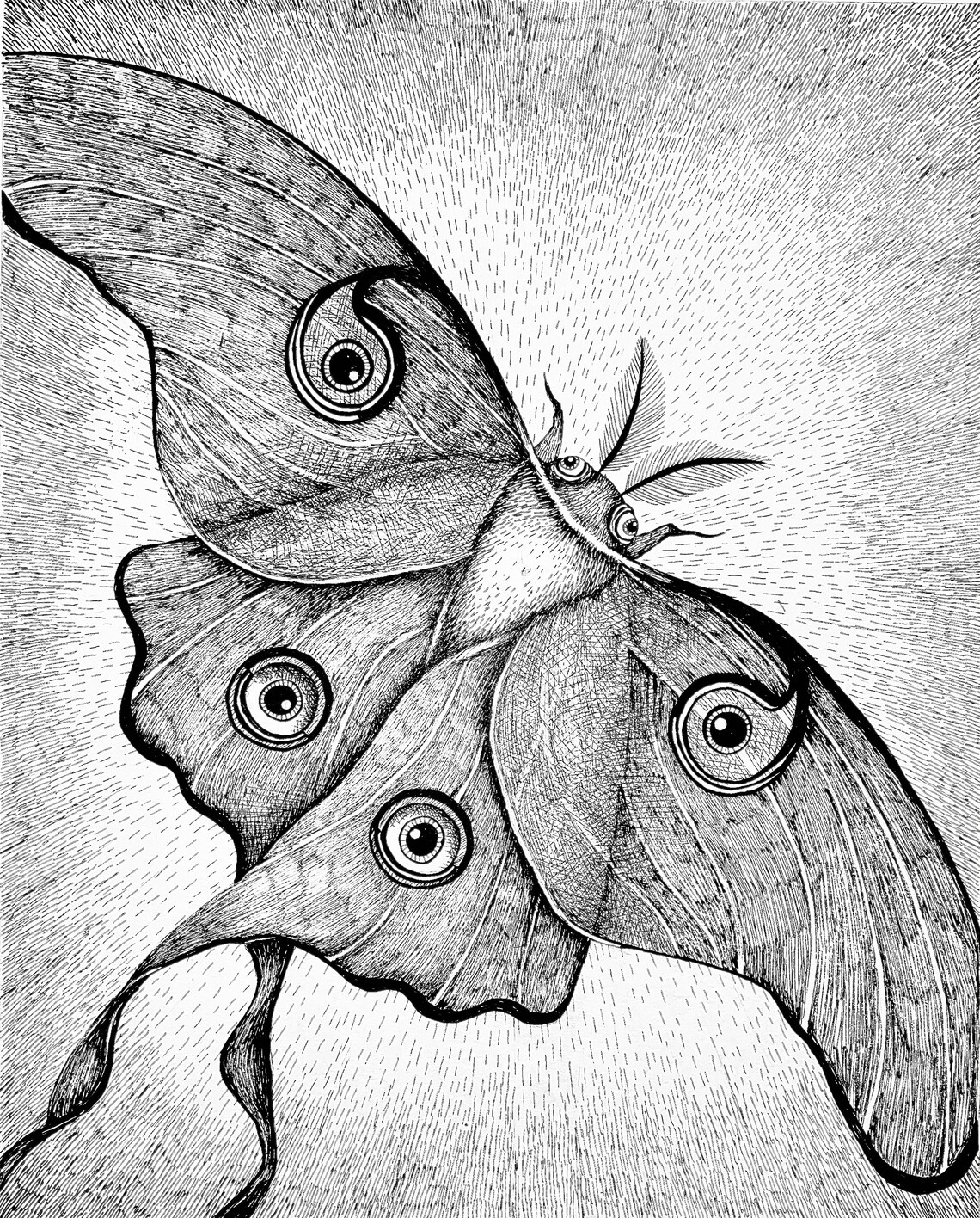 The Moth. Fine Art Matte Print of an Original Pen and Ink - Etsy