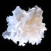 Snow Fungus Mushroom Liquid Culture Tremella Fuciformis - Etsy