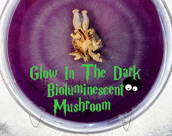 Bioluminescent Glow in the Dark Living Mushrooms, Live Panellus ...