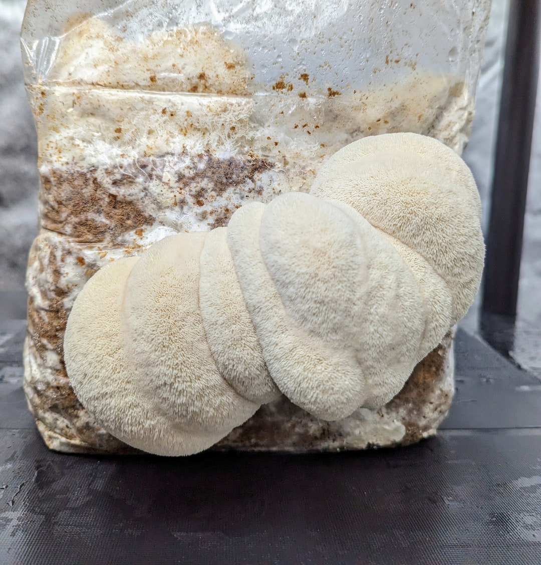 Lions Mane Mushroom Grow Kit Ready to Fruit Gourmet Mushrooms! - Etsy