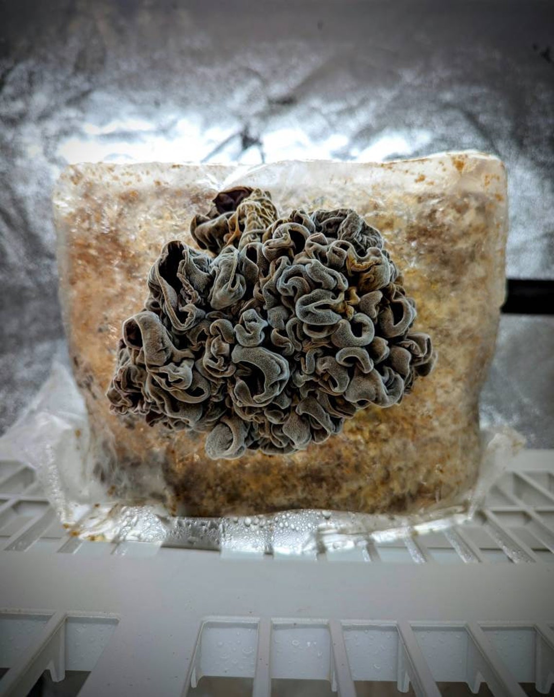 CLOUD EAR MUSHROOM Liquid Culture Auricularia Polytricha Also - Etsy