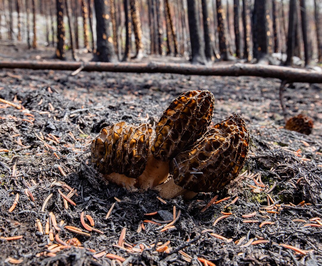 Fire Morel Mushroom Liquid Culture Morchella Exuberans - Etsy