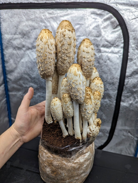 Shaggy Mane Inky Cap Mushrooms
