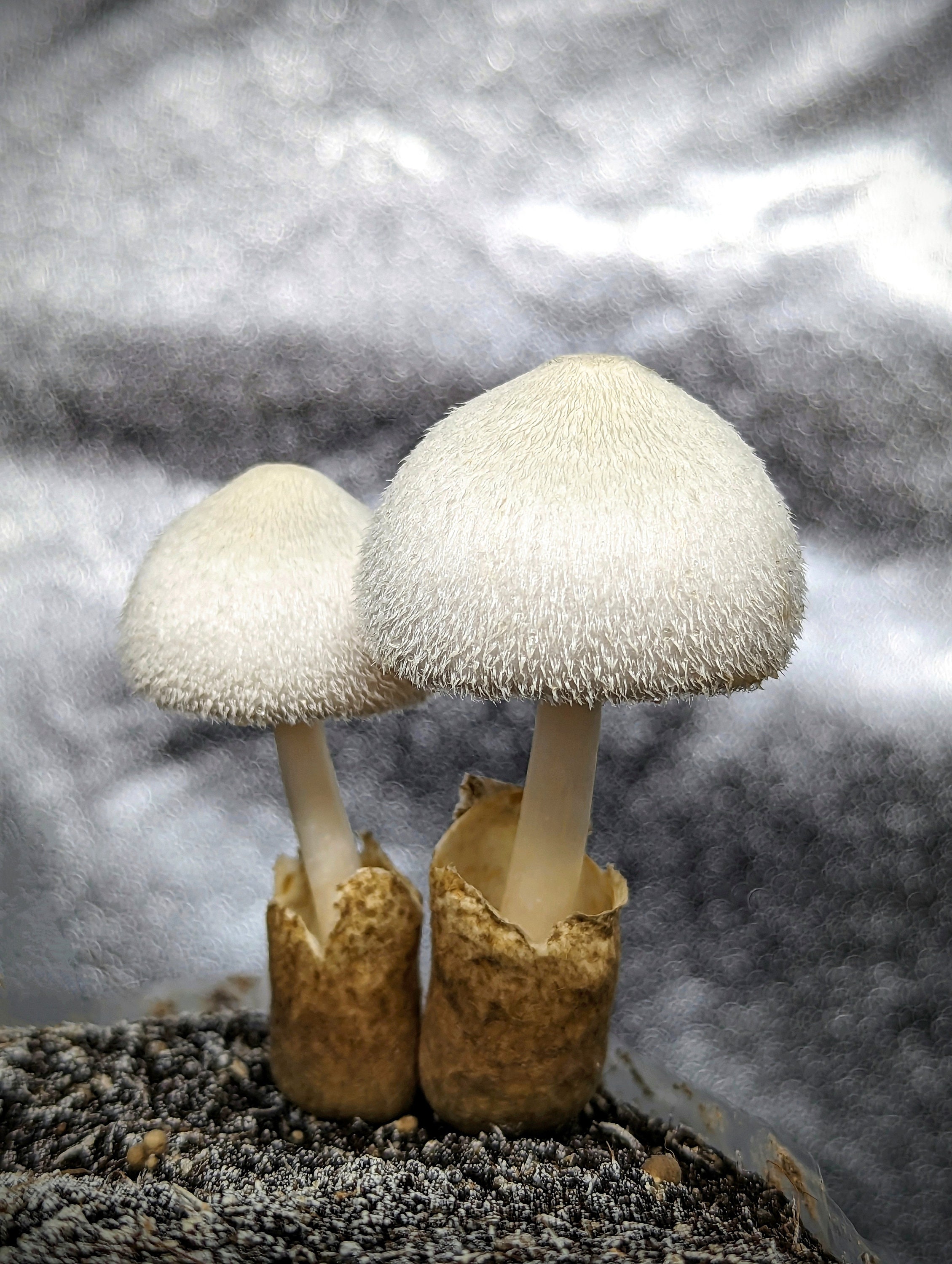 Volvariella Speciosa