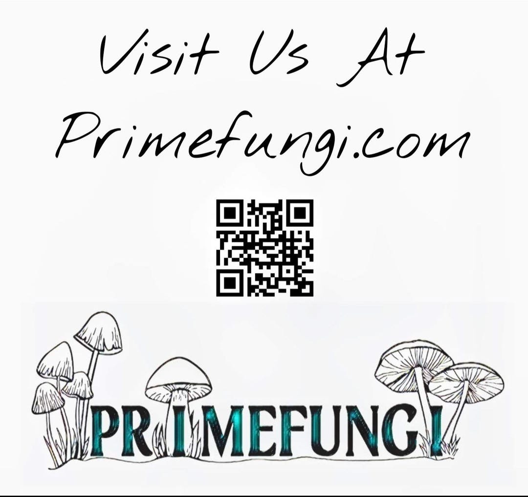 Blushing Morel Mushroom Liquid Culture, Morchella Rufobrunnea - Etsy