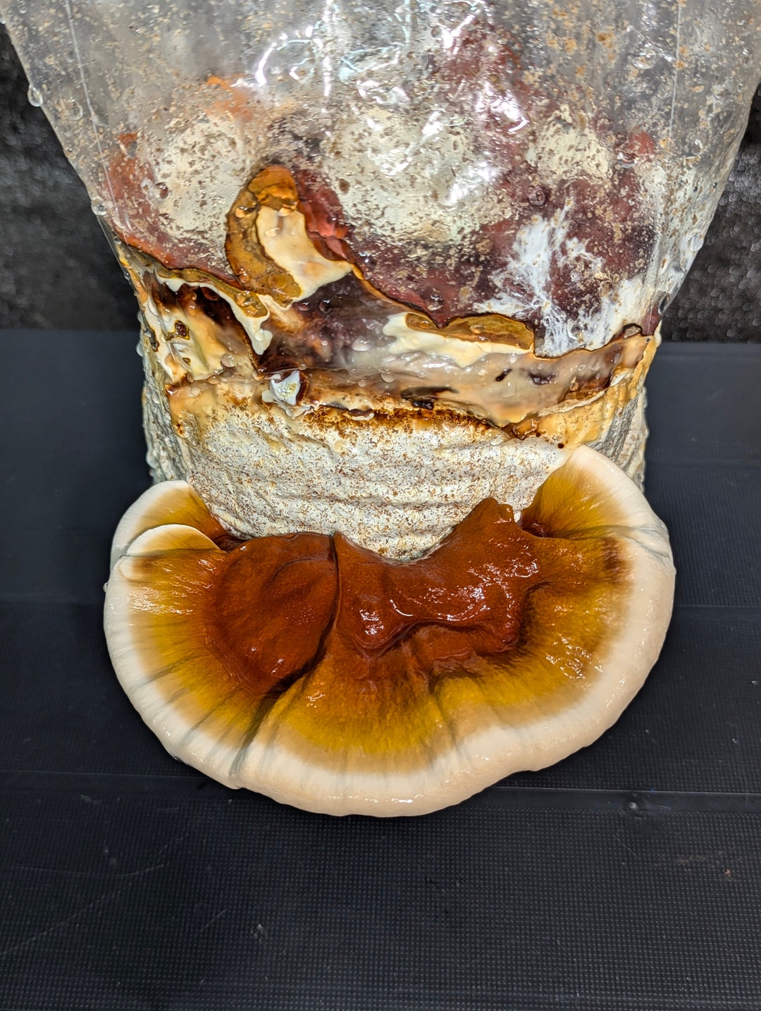 Ganoderma Sessile Mushroom Liquid Culture Reishi - Etsy