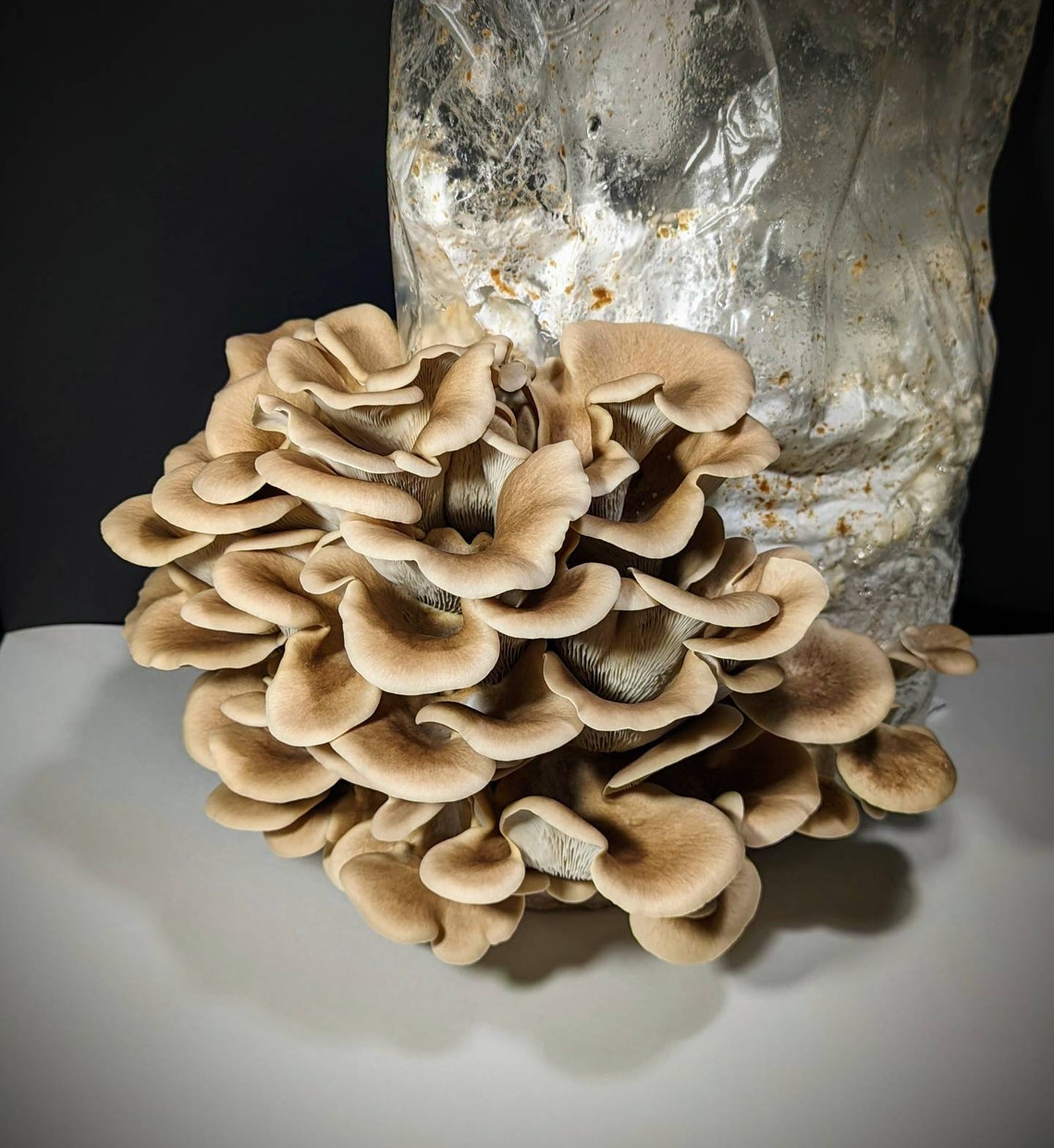 Tarragon Oyster Mushroom Liquid Culture Pleurotus Eunosmus - Etsy