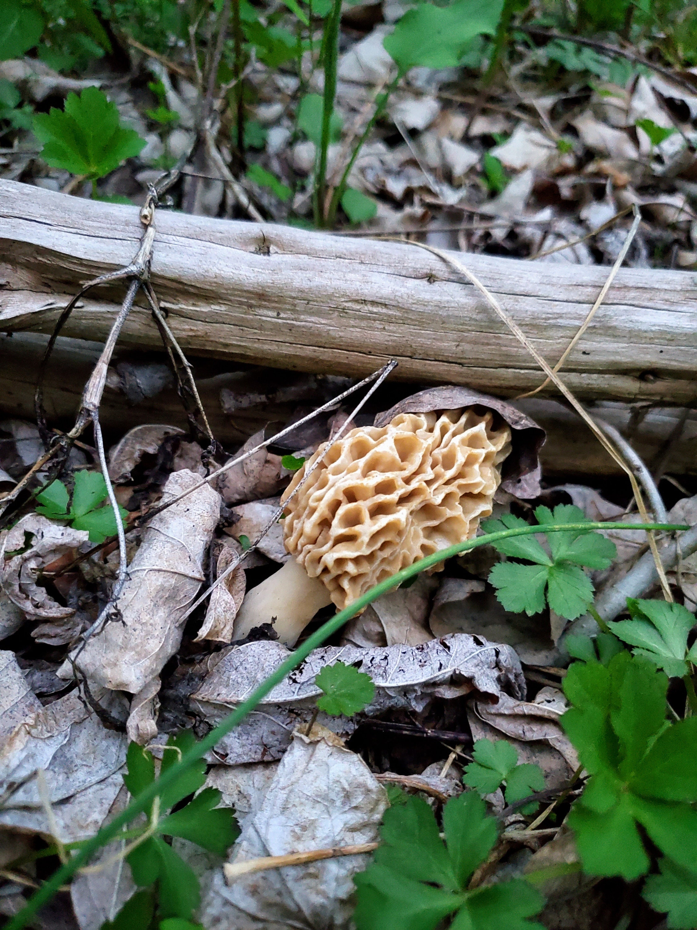 Yellow Morel Mushroom Liquid Culture, Morchella Esculenta - Etsy