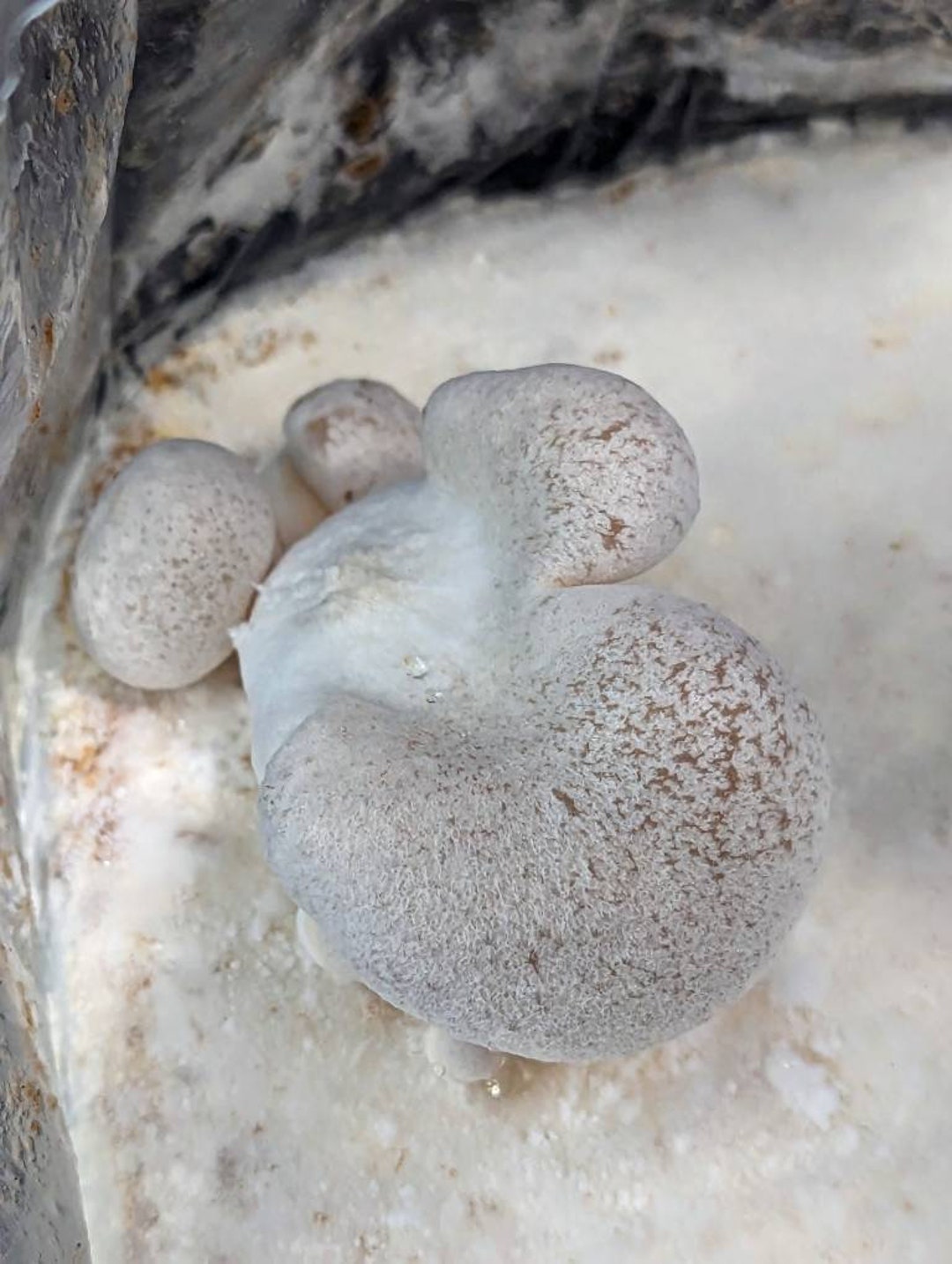 Abalone Mushroom Liquid Culture Pleurotus Cystidiosus - Etsy