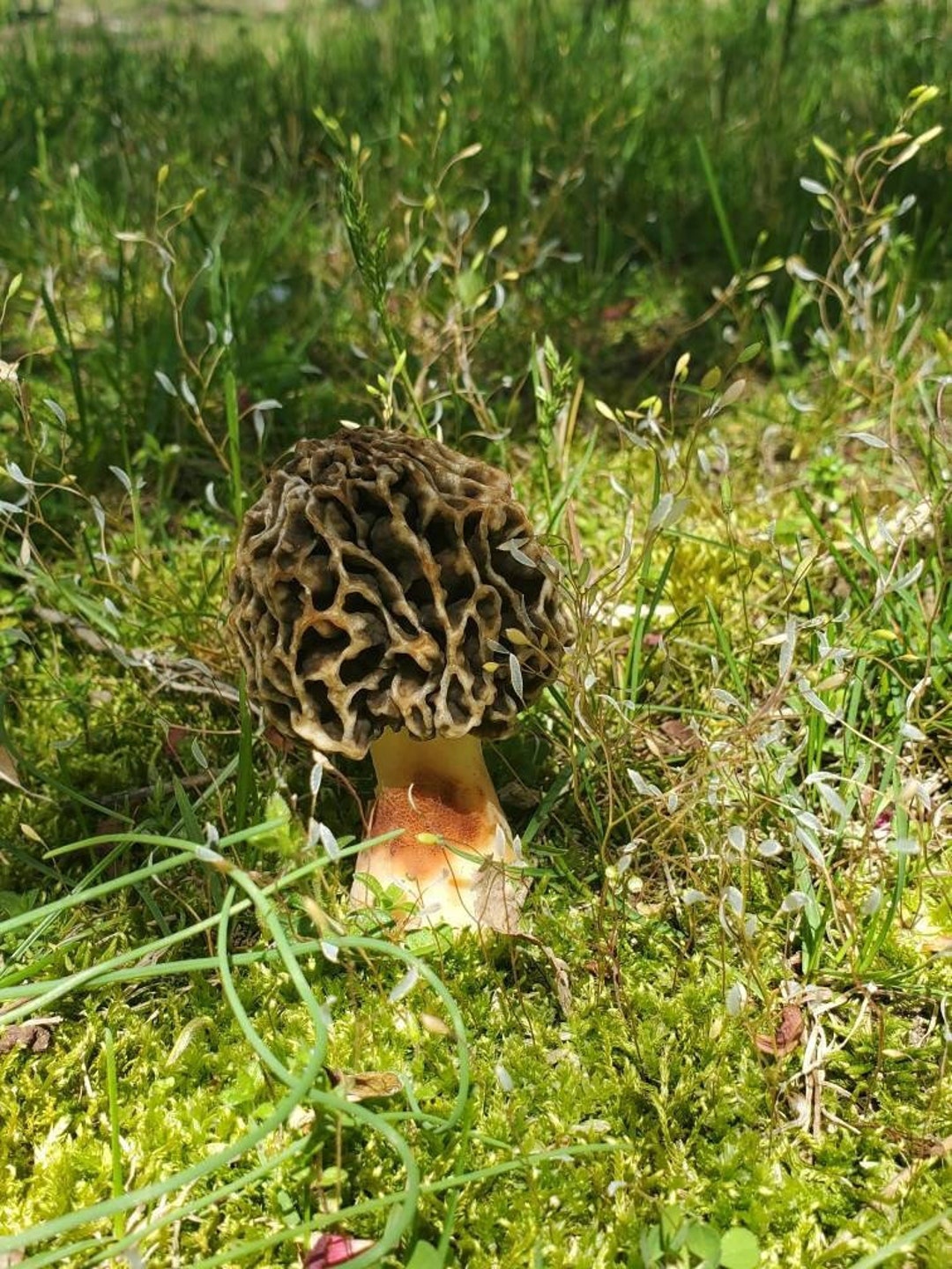 Australian Morel Mushroom Liquid Culture Morchella Australiana - Etsy