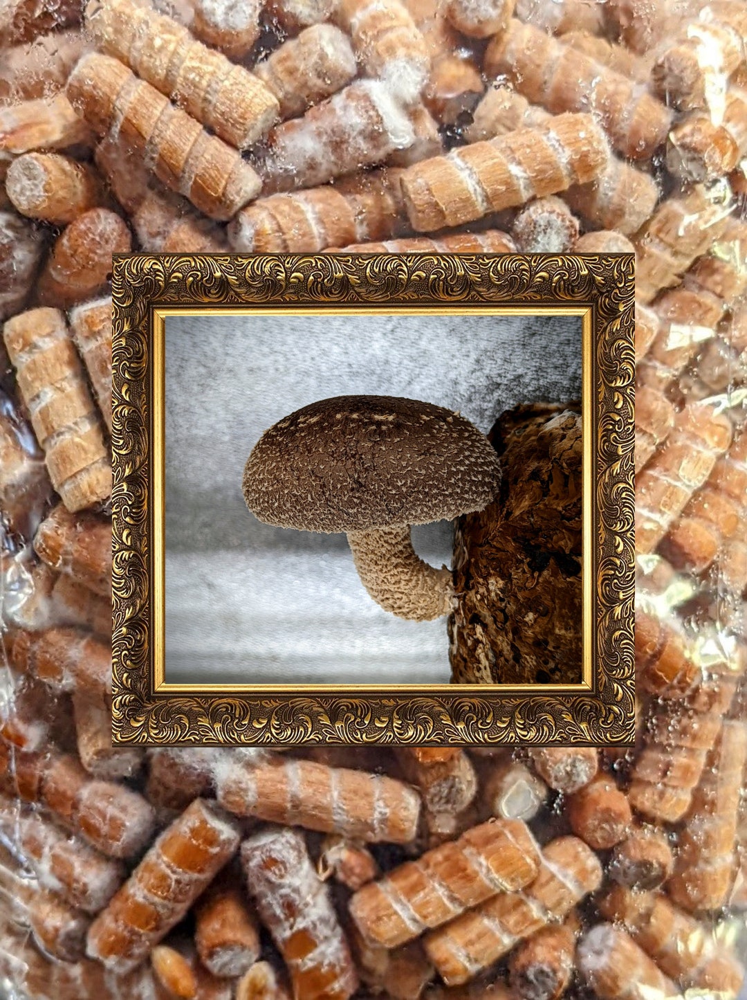 Shiitake Mushroom Plug Spawn Grow Kit Makes an Excellent Mushroom Gift ...