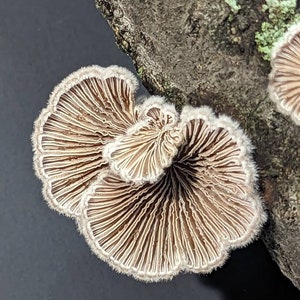 Split Gill Mushroom Liquid Culture Schizophyllum Commune - Etsy