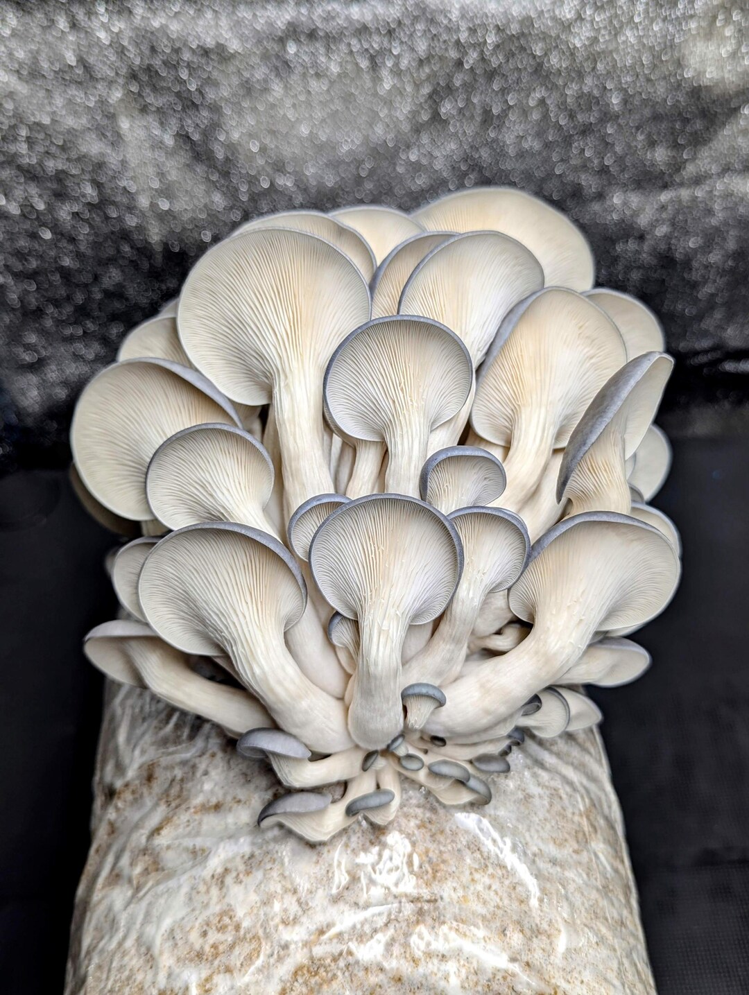 Blue Wonder™ Blue Oyster Mushroom Liquid Culture, Pleurotus Columbinus ...