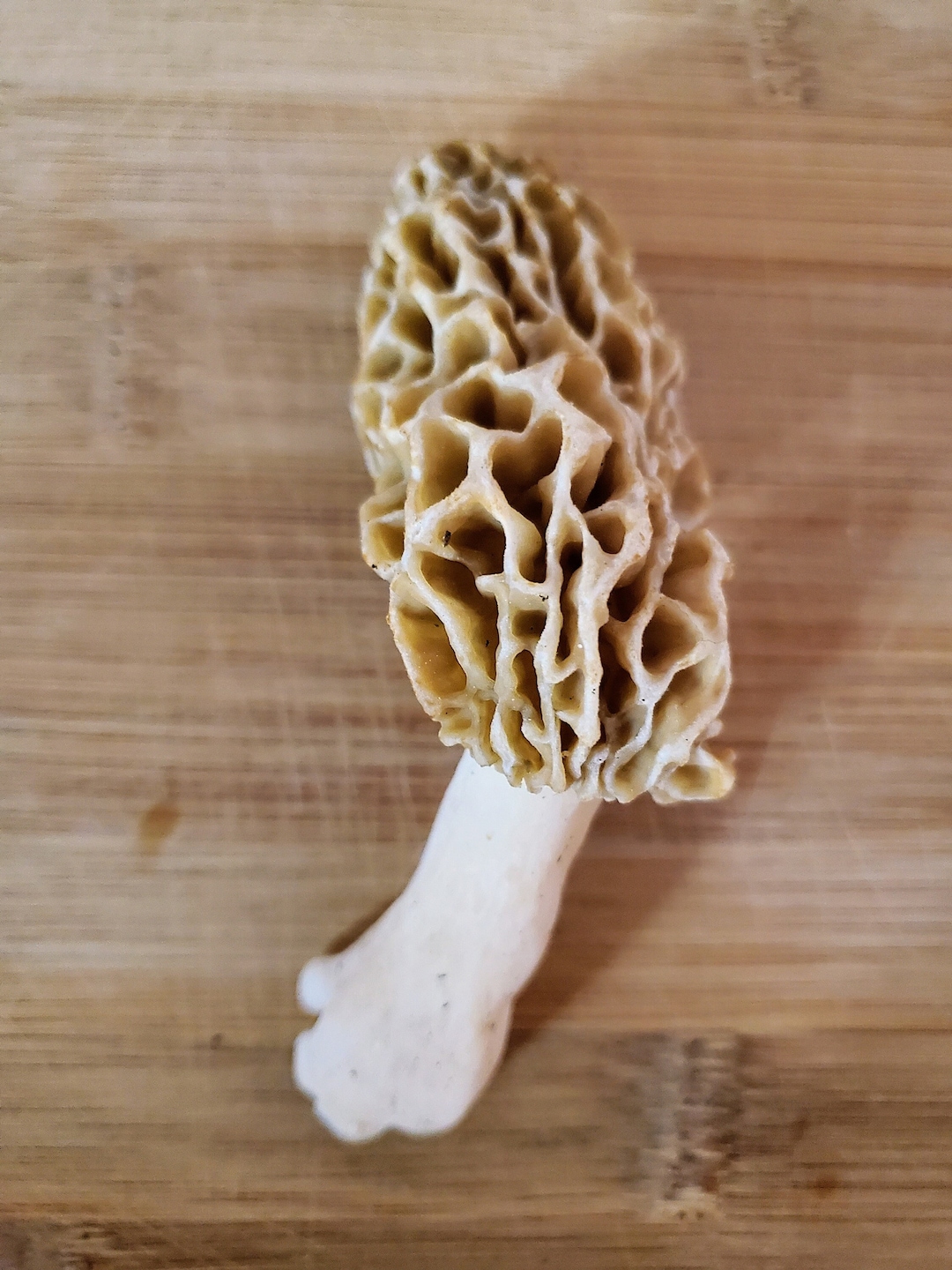 Yellow Morel Mushroom Liquid Culture, Morchella Esculenta - Etsy