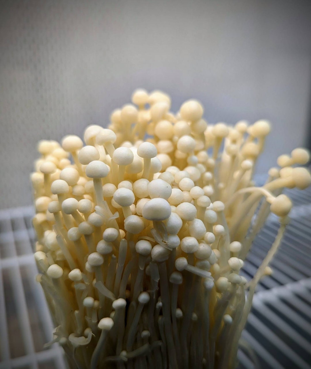 White Enoki Enokitake Mushroom Liquid Culture Flammulina Filiformis ...