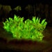 Bioluminescent Glow in the Dark Living Mushrooms, Live Panellus ...