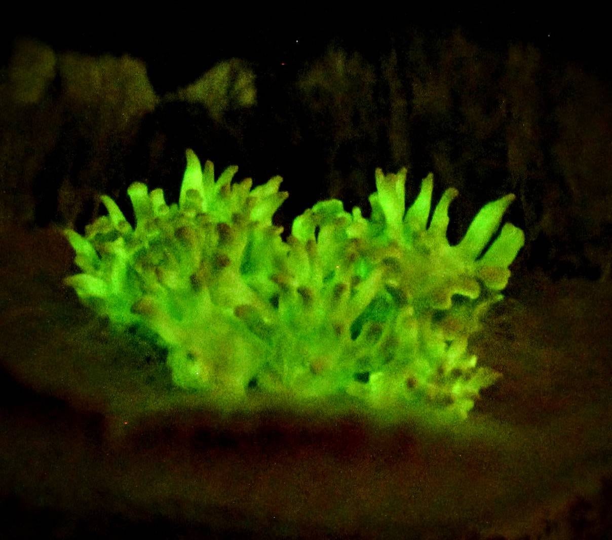 Panellus Stipticus