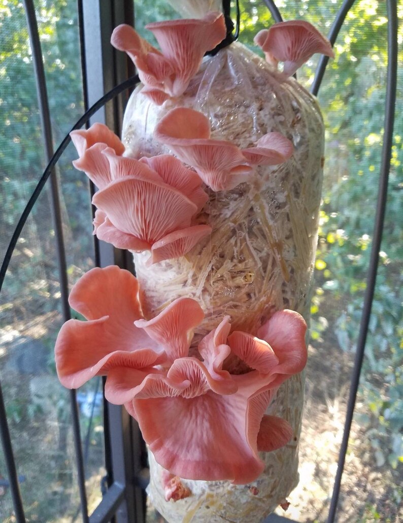Tropical Mushroom Pink Oyster Pleurotus Djamor Liquid Culture Etsy