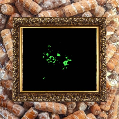 Glow in the Dark Mushroom Panellus Stipticus Bioluminescent - Etsy