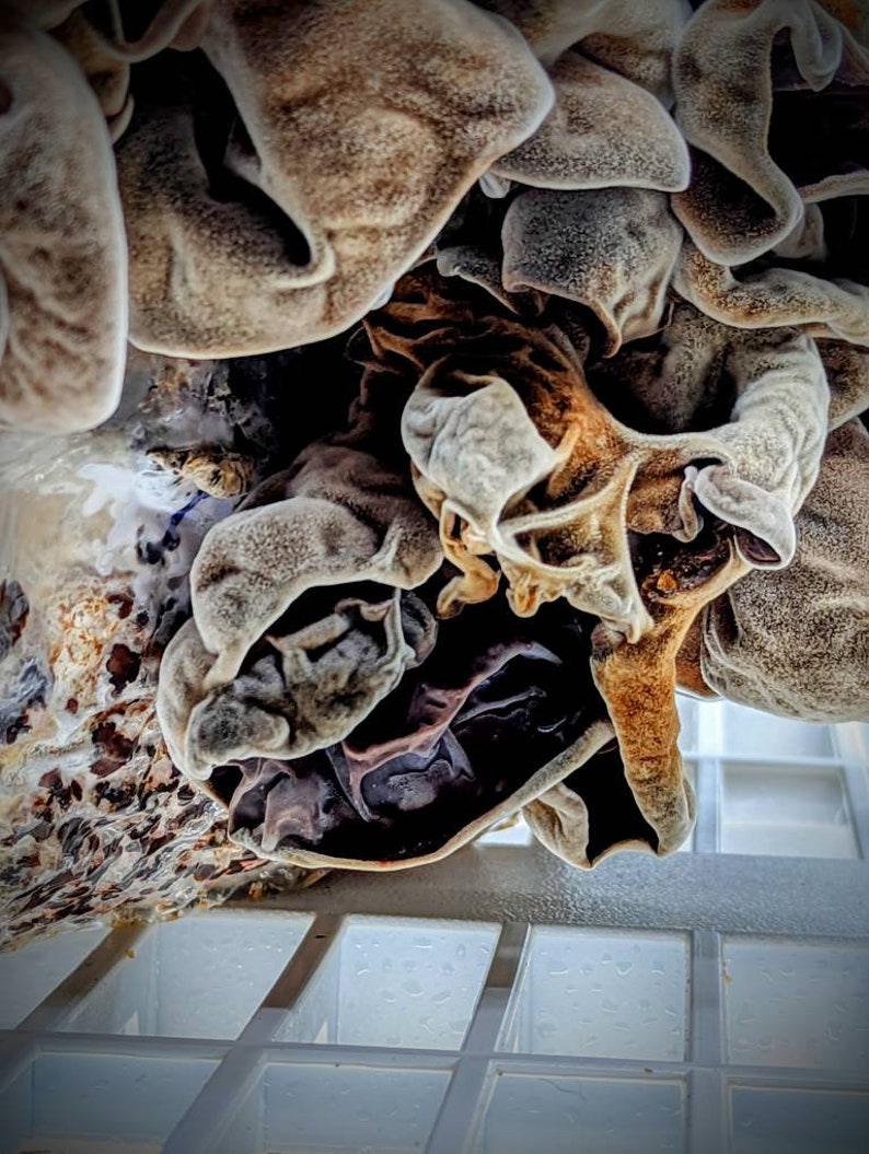 CLOUD EAR MUSHROOM Liquid Culture Auricularia Polytricha Also - Etsy