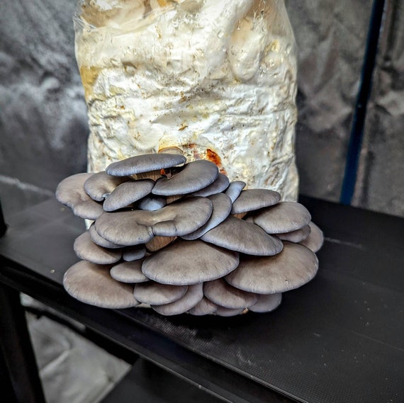 Pleurotus Ostreatus Cultivation