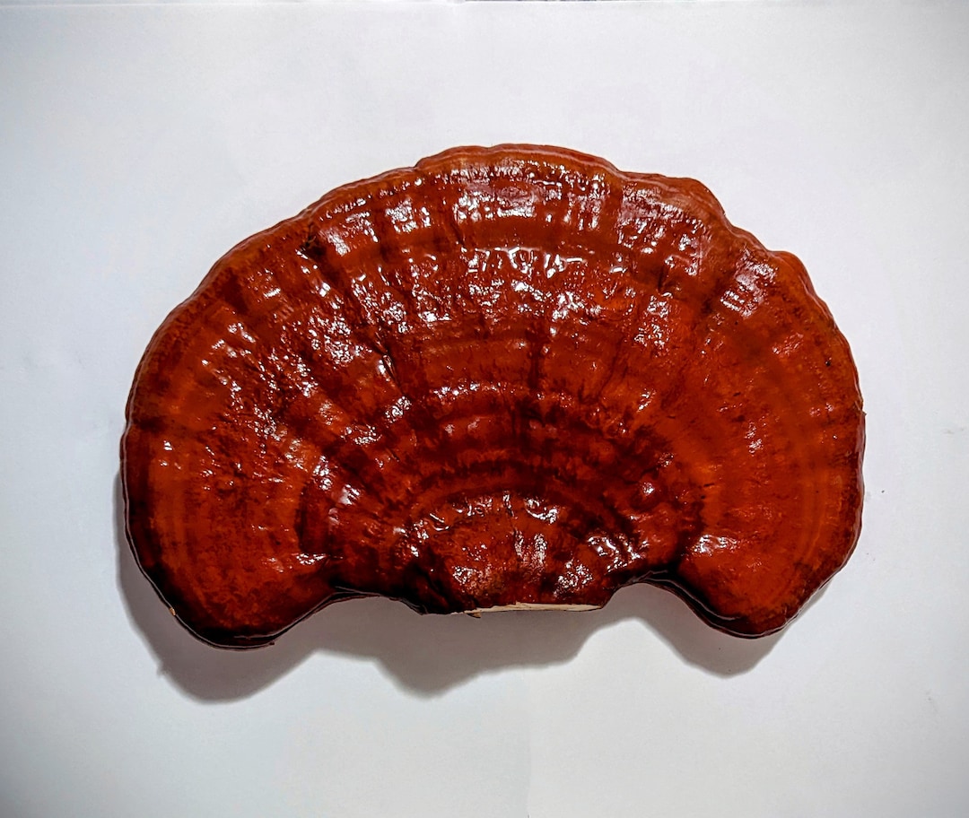 Ganoderma Lucidum Lingzhi Liquid Mushroom Culture - Etsy