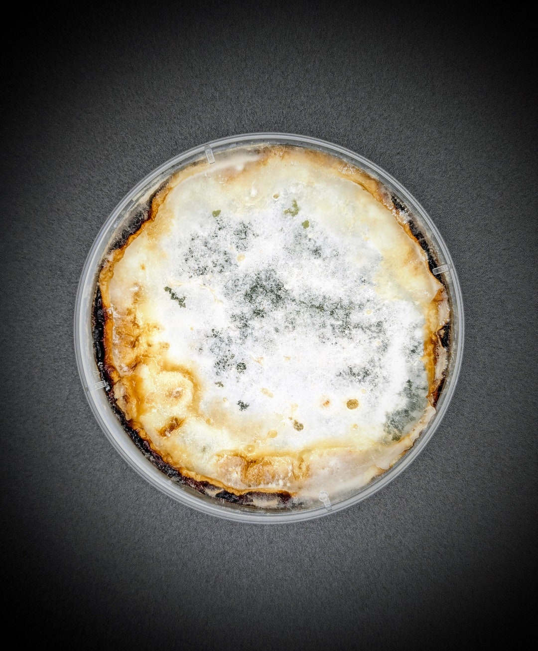 Termite Mushroom AGAR PLATE CULTURE Termitomyces Albuminosus - Etsy