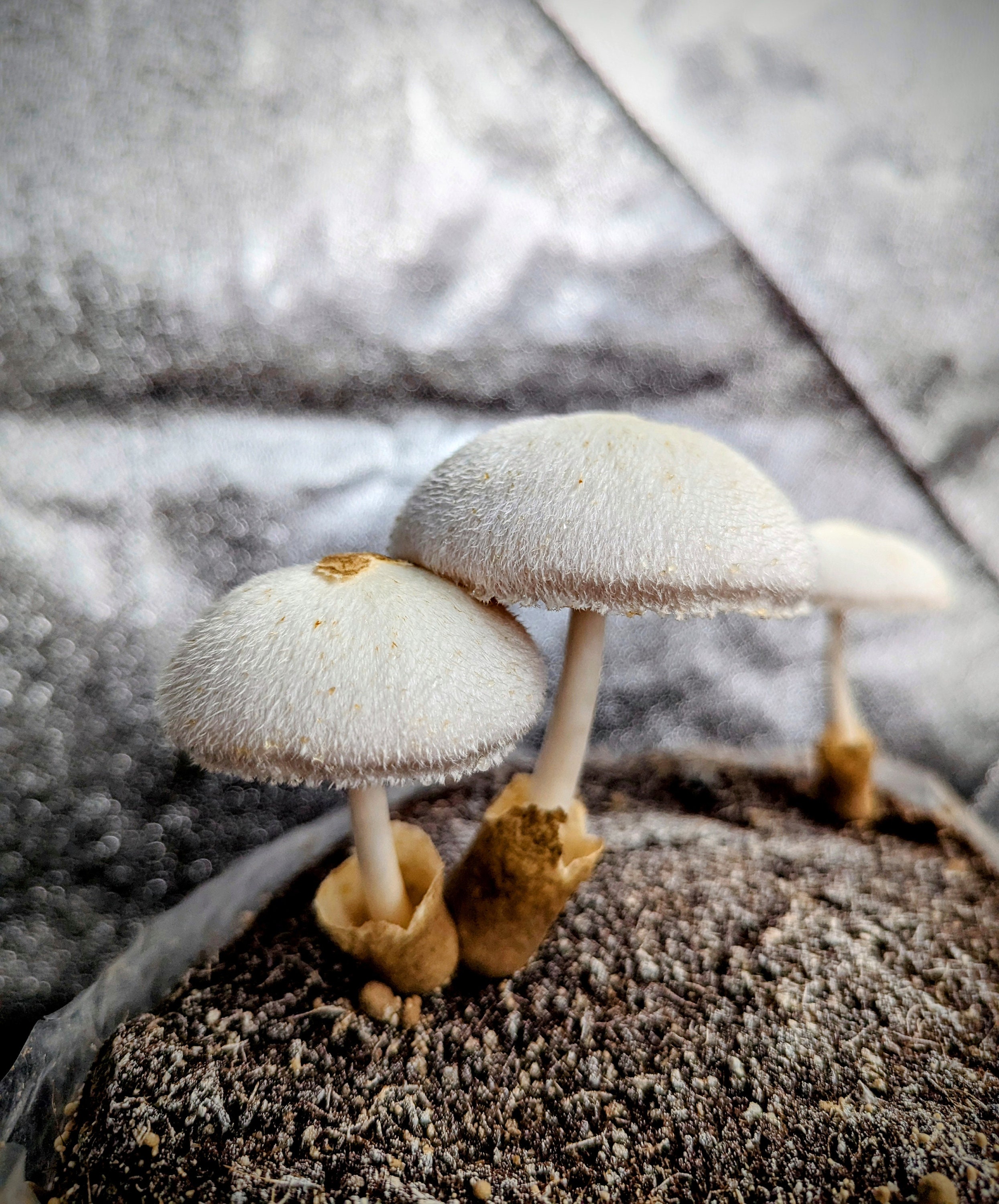 Volvariella Bombycina