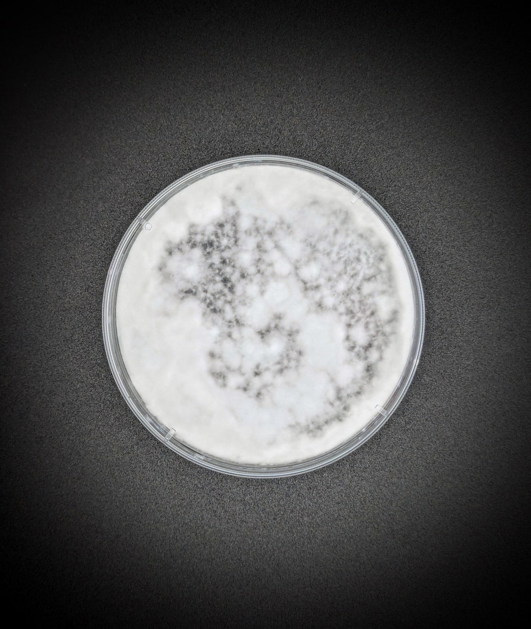 Ganoderma Oregonense AGAR PLATE CULTURE Reishi - Etsy