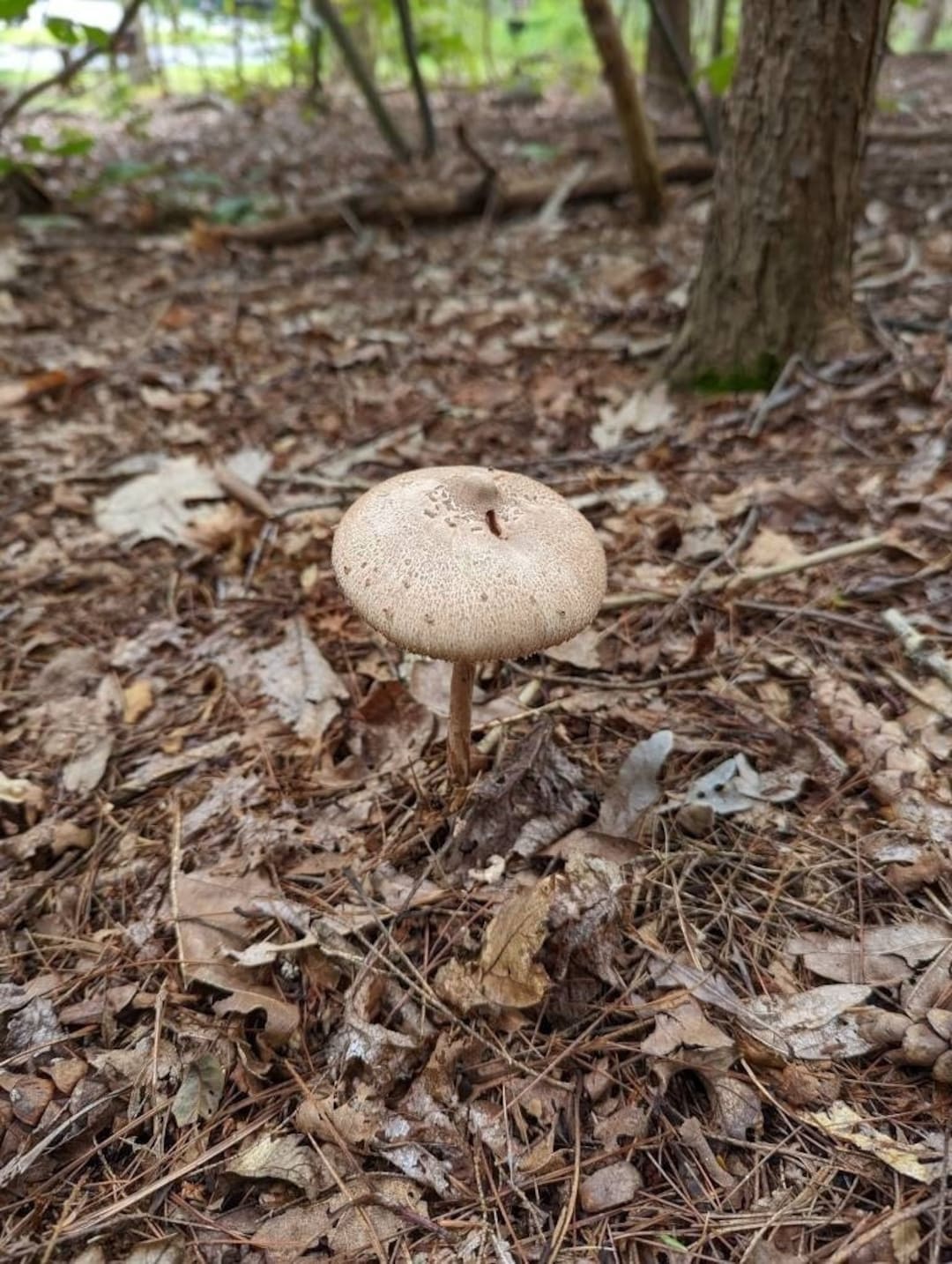 Parasol Mushroom Liquid Culture, Macrolepiota Procera - Etsy