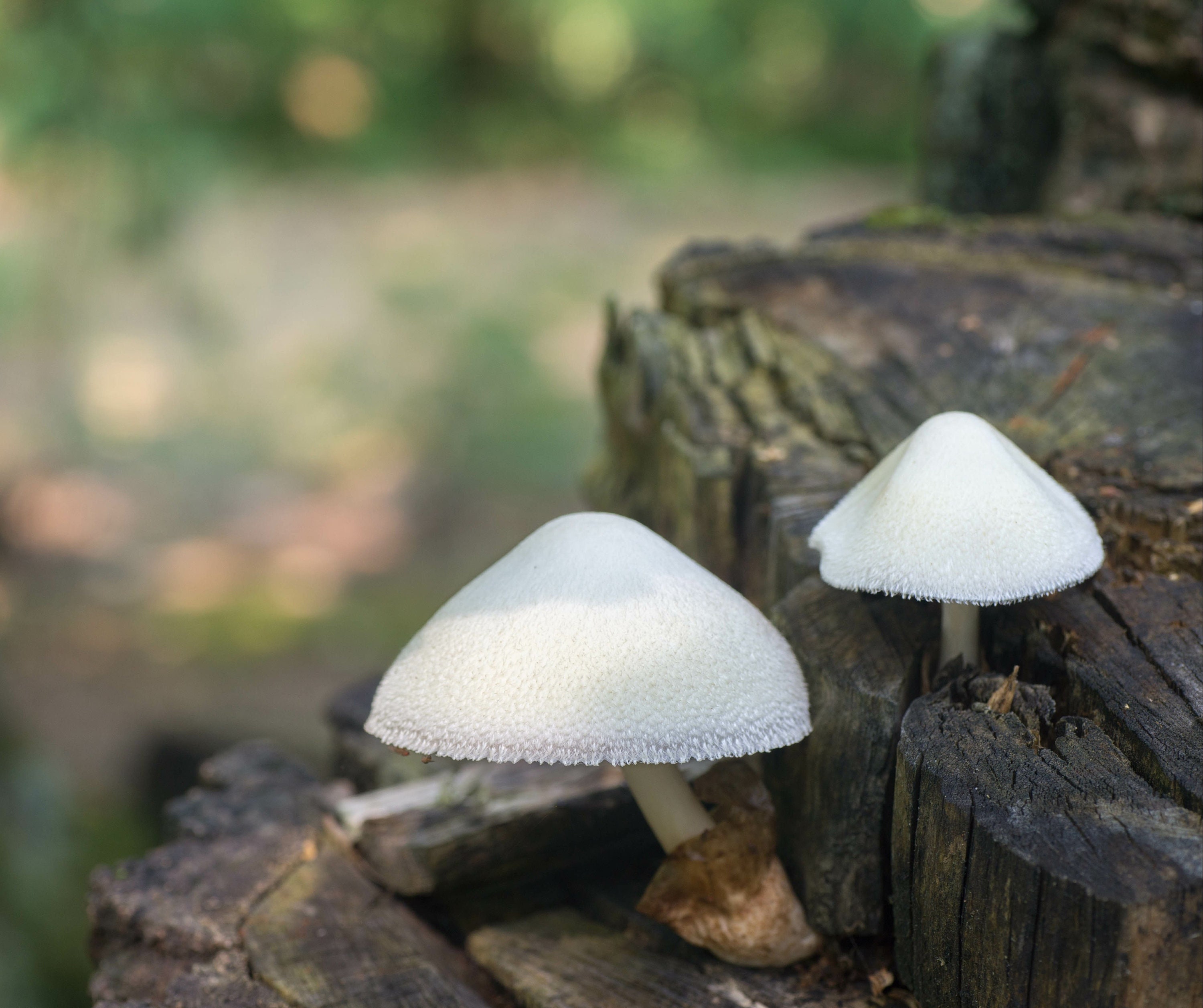 Volvariella Bombycina