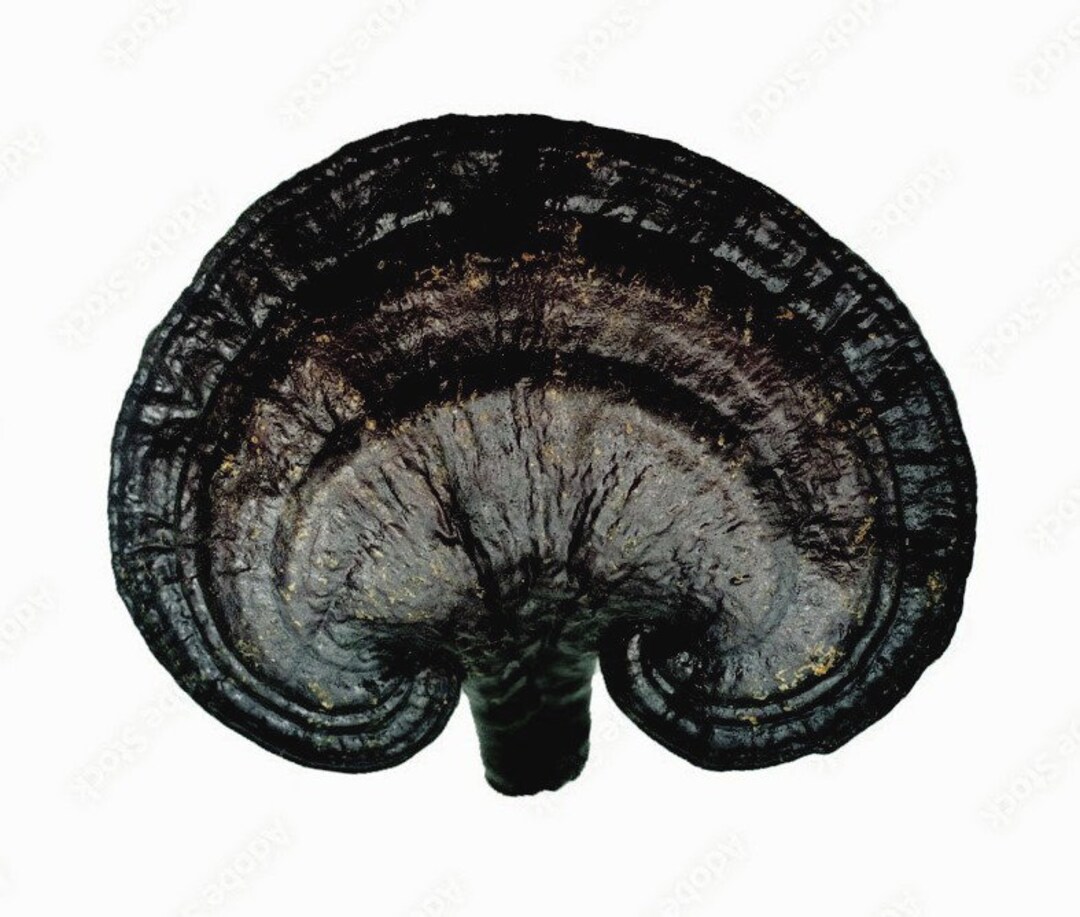 Ganoderma Neo-japonicum, Liquid Mushroom Culture - Etsy