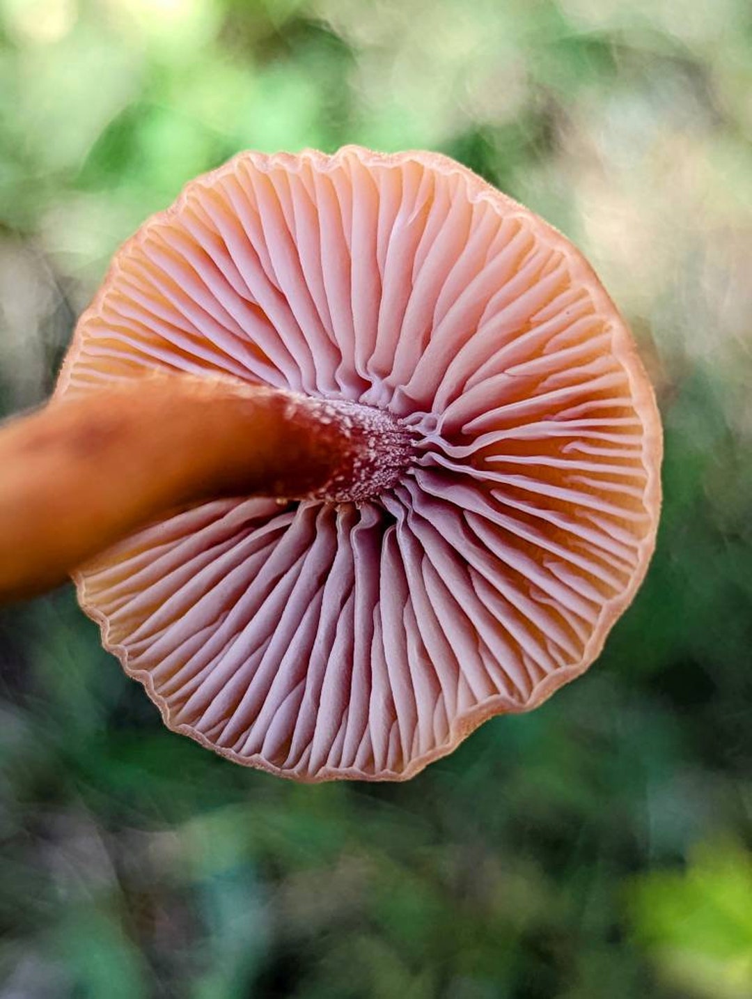 The Deceiver Mushroom Liquid Culture. Laccaria Laccata - Etsy