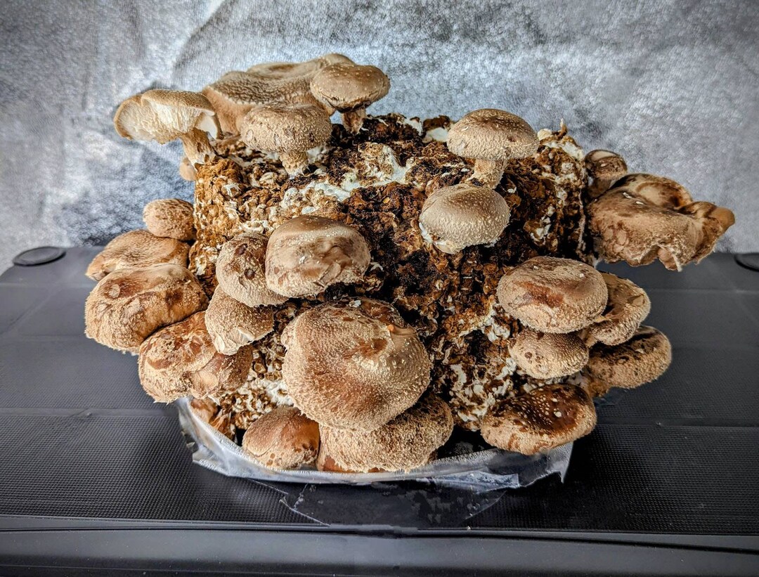 Shiitake 3790 Mushroom Liquid Culture, Lentinula Edodes - Etsy