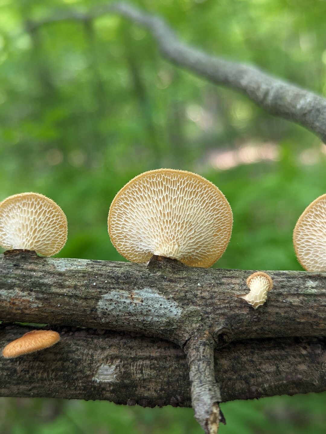 Hexagonal Polypore Neofavolus Americanus alveolaris Complex - Etsy