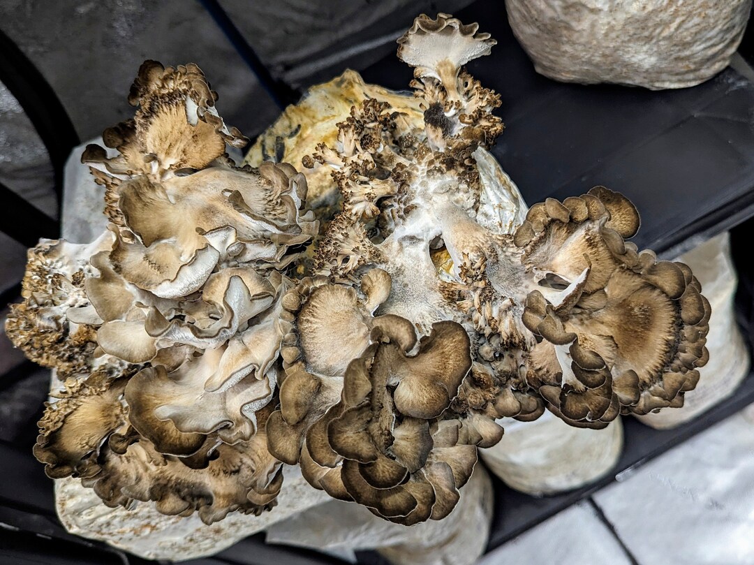 Maitake Mushroom Liquid Culture Strain Hanataba, Grifola Frondosa Hen ...