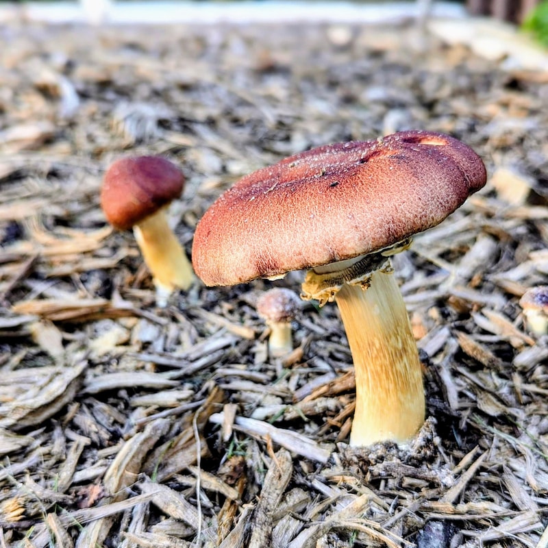 Mushroom Gift Outdoor - 60+ Gift Ideas for 2026