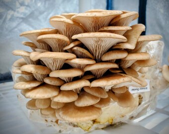 ABM Mushroom Liquid Culture Agaricus Blazei Murrill - Etsy