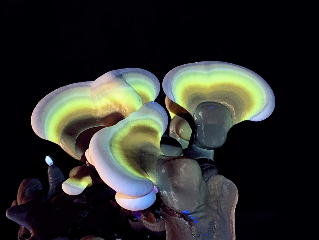 Ganoderma Lucidum Sensu Stricto European Reishi Liquid Mushroom Culture ...