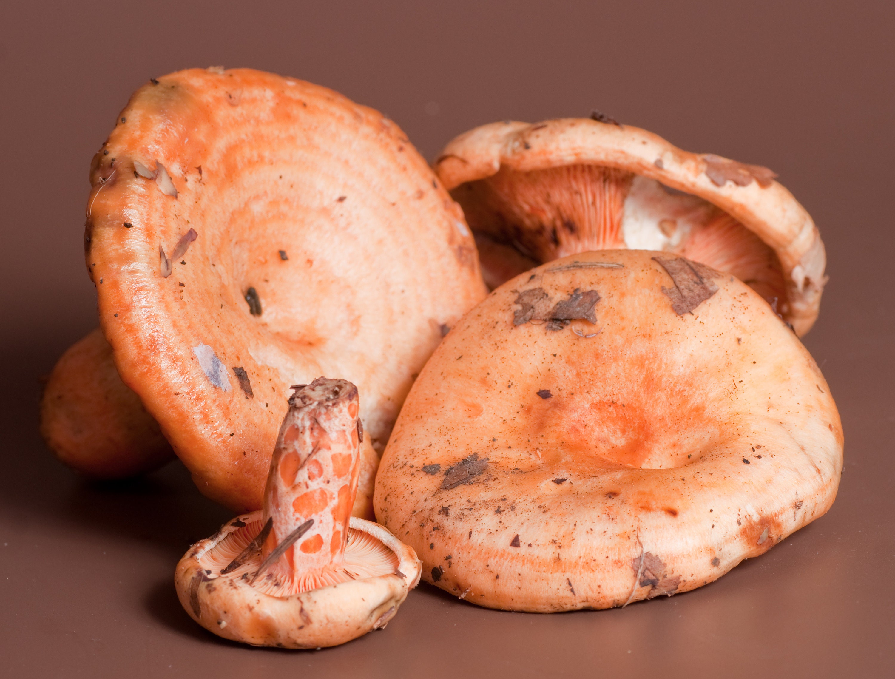 Lactarius Deliciosus